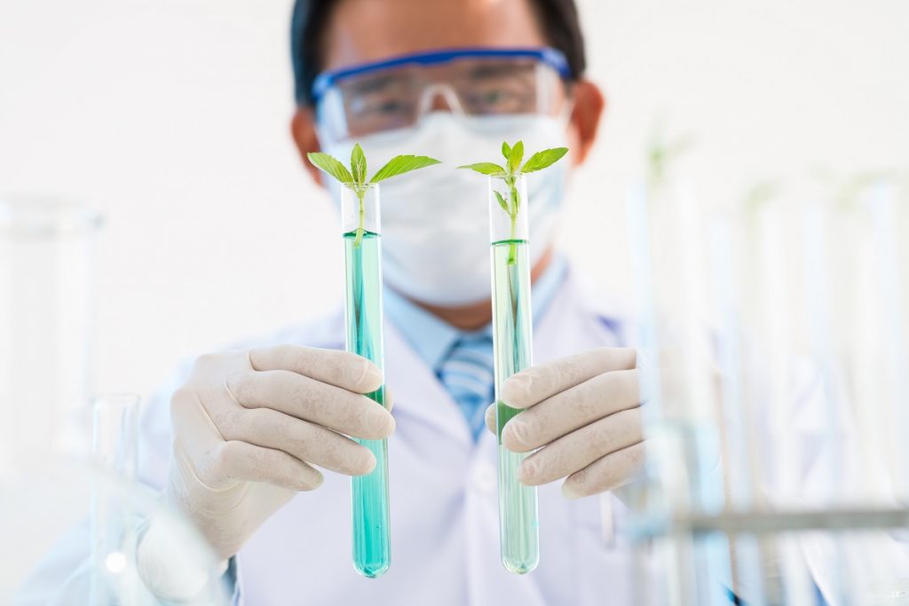 Genetically Modified Marijuana – Marijuana Doctors