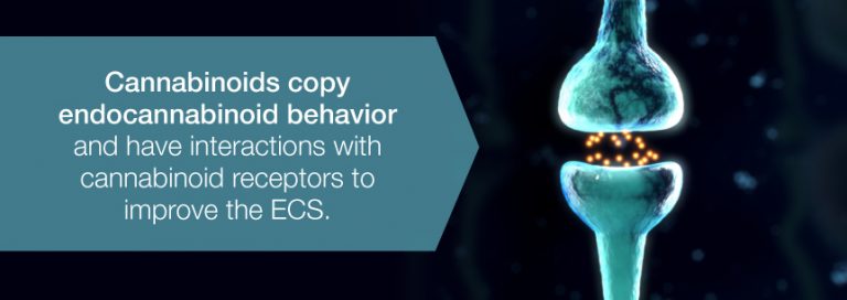 Endocannabinoid System Overview - Marijuana Doctors