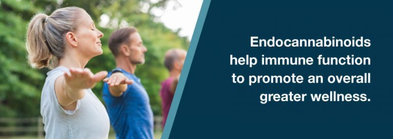 Endocannabinoid System Overview - Marijuana Doctors