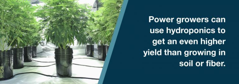 Marijuana Growing Guide | Marijuana Doctors