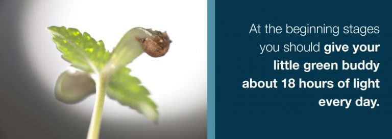 Marijuana Growing Guide | Marijuana Doctors