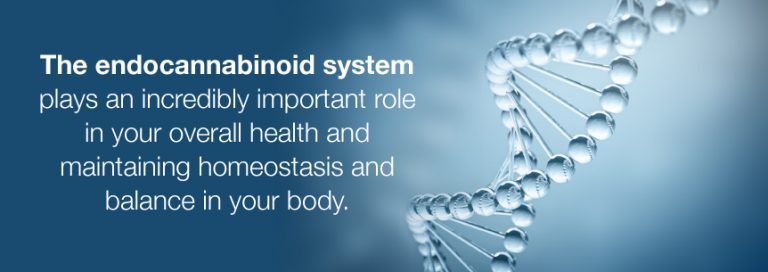 Endocannabinoid System Overview - Marijuana Doctors
