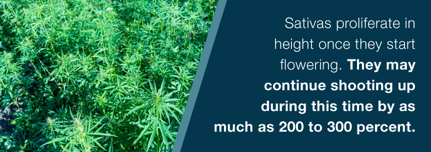 Cannabis Sativa – Marijuana Doctors | Online Medical Card Directory