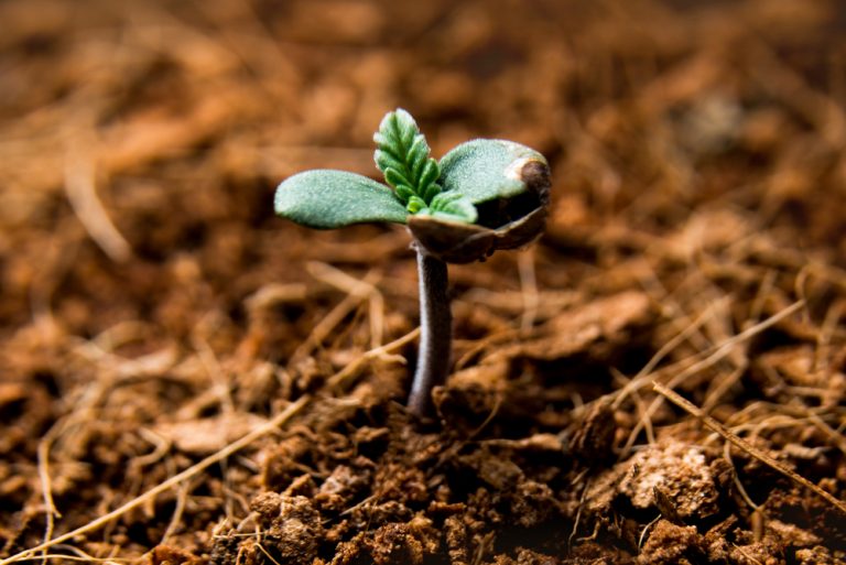 Seeded Buds: Seed in Buds While Growing Cannabis