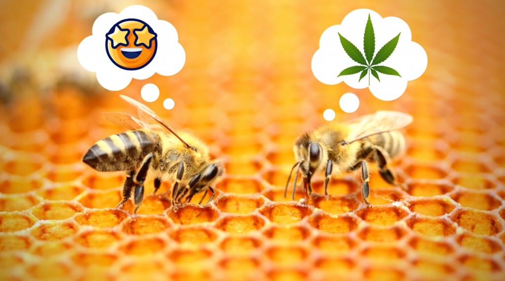 Can we Save the Bees with Cannabis Trees? – Marijuana Doctors
