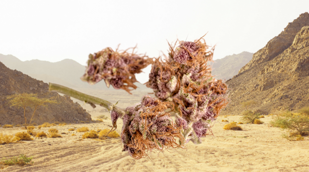 How-To Recharge Your Dried Weed – Marijuana Doctors